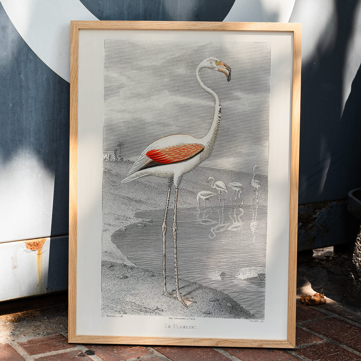 Poster | Le Flammant Flamingo Edouard Travies white habitat 1853 ...