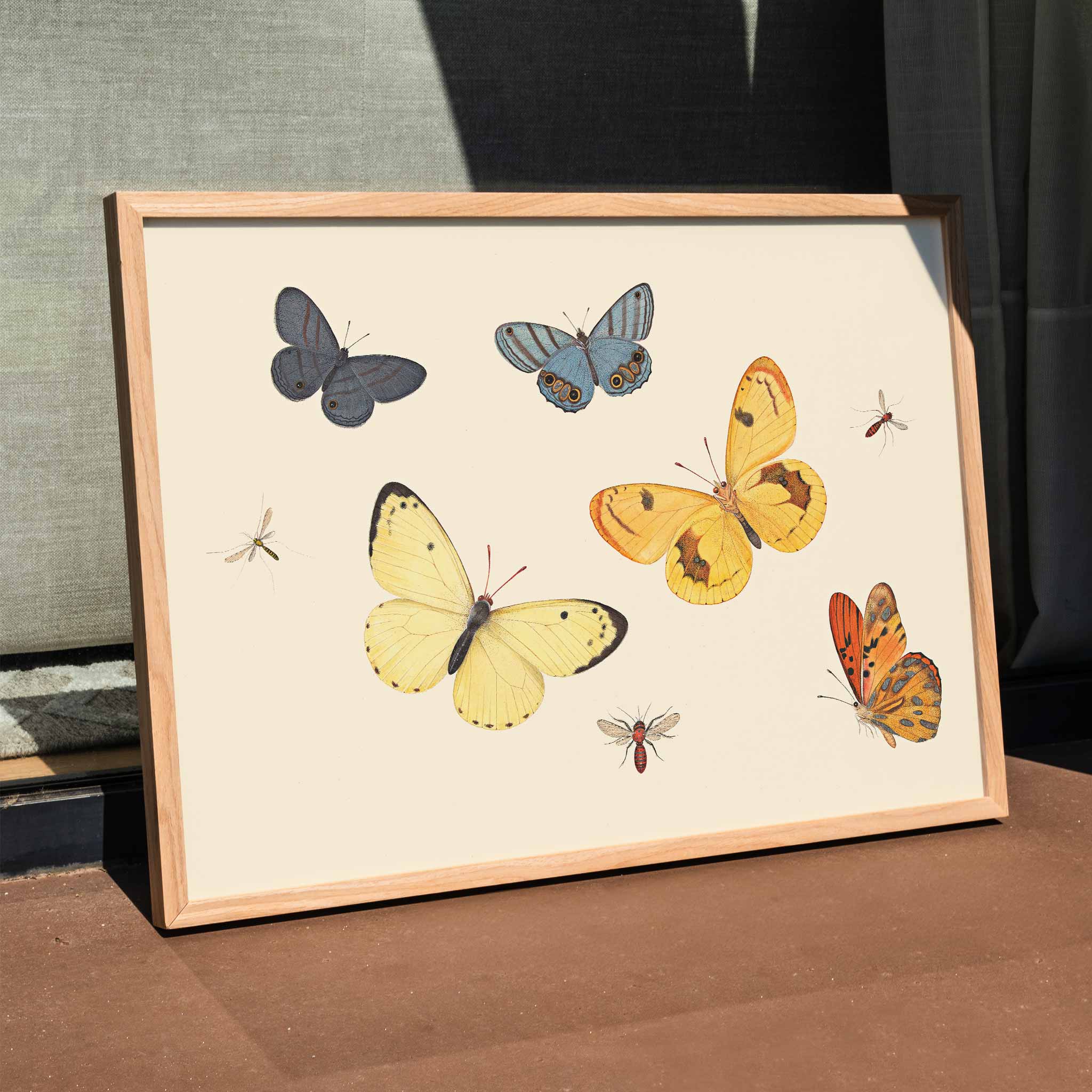 Poster | Five Butterflies Wasp Two Flies Pieter Withoos | MORYARTY ...